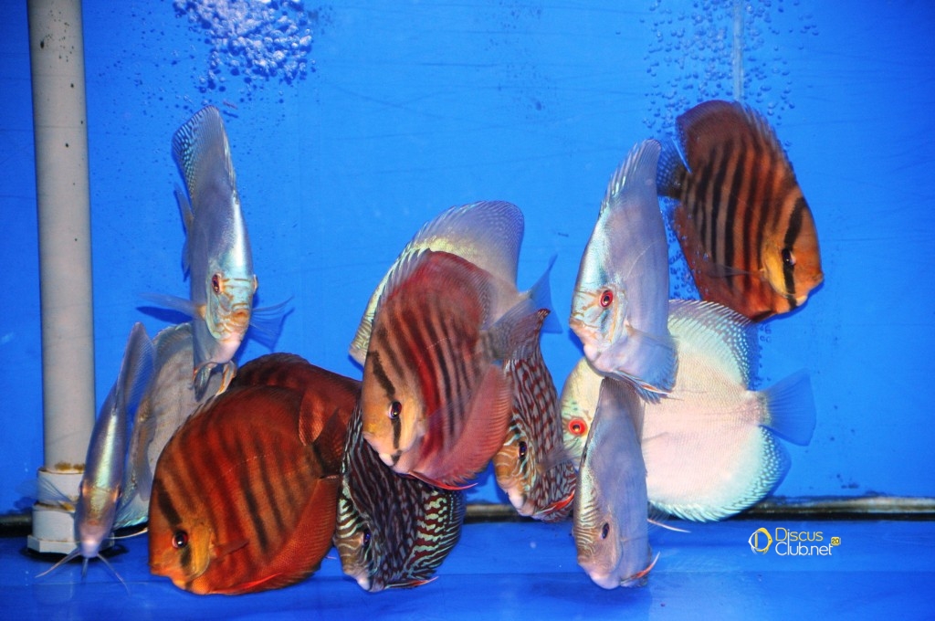 DISCUS DAY 2013: quando le tradizioni si impongono spontaneamente ...