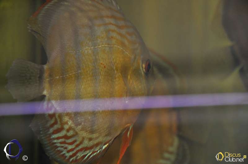 Discusclub.net 2.0::.. | Microworms