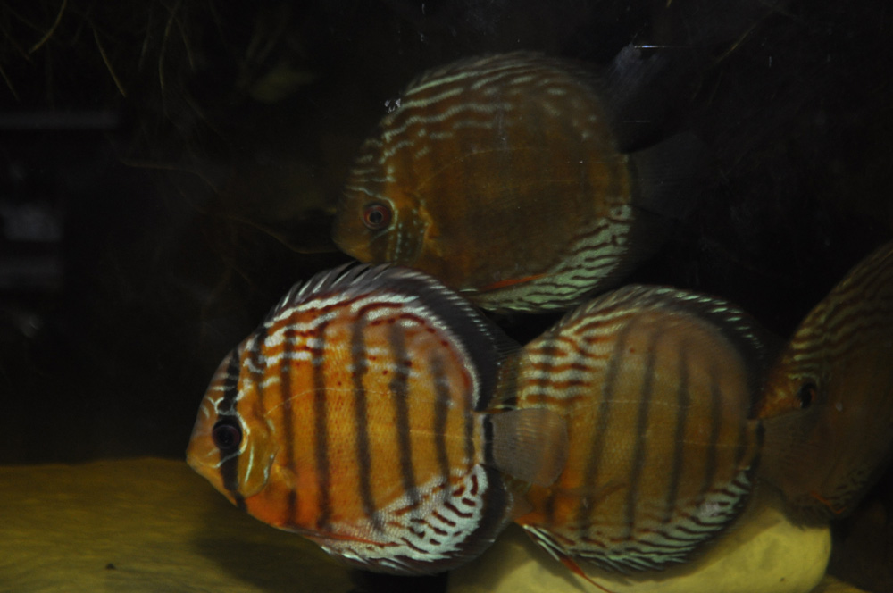 Discusclub.net 2.0::.. | Microworms